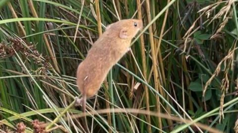Animal Encounters | Rewilding Coombeshead