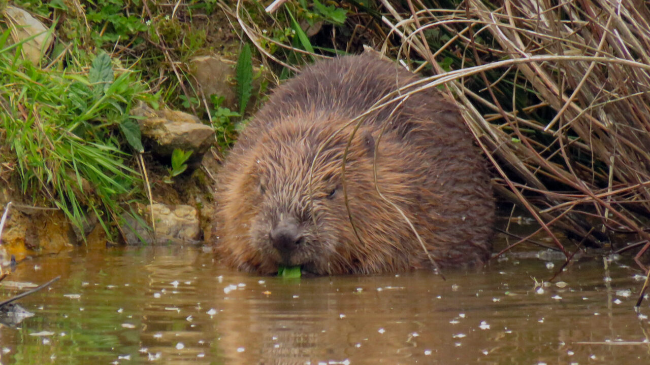 Gallery | Rewilding Coombeshead